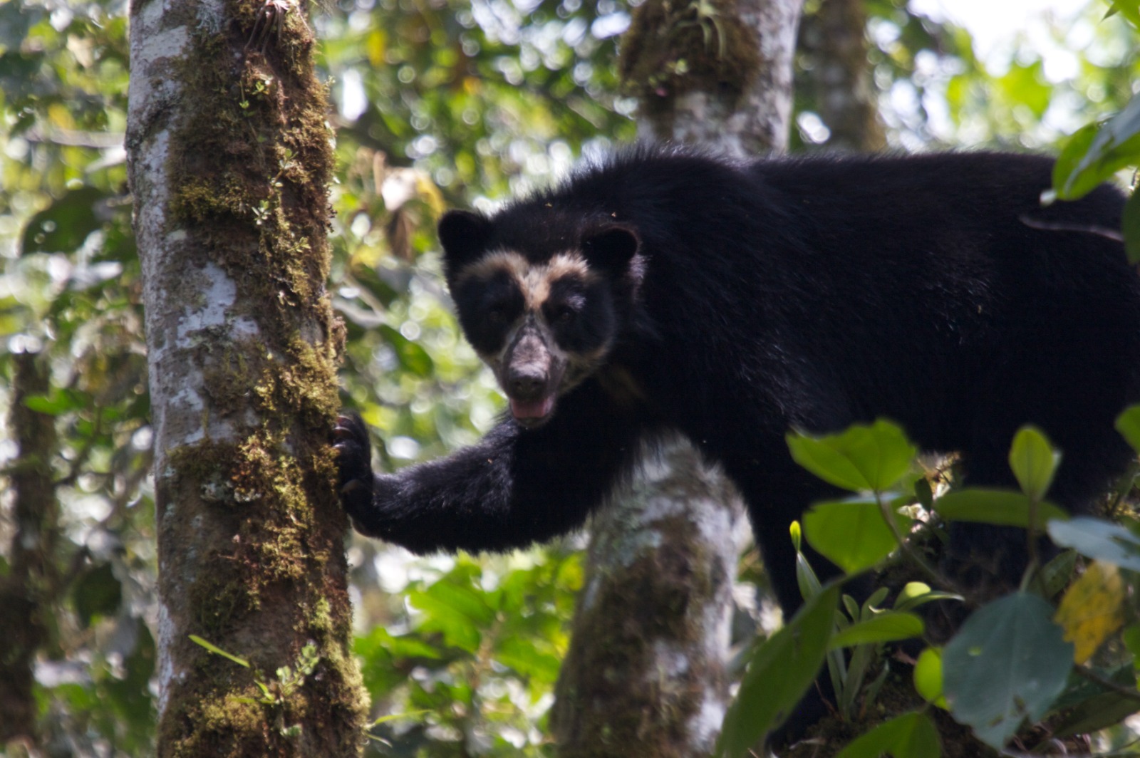 Día Internacional para la Protección de los Osos del Mundo - Quito Turismo